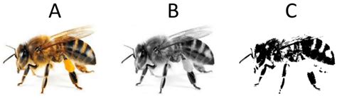 A Input Shape In Rgb Color Model B Intermediate Gray Scale Download Scientific Diagram