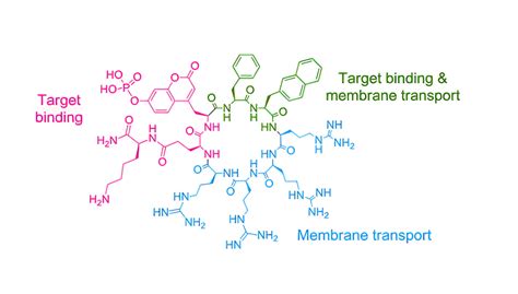 Design Strategy For Cell Penetrating Peptides Qyaobio