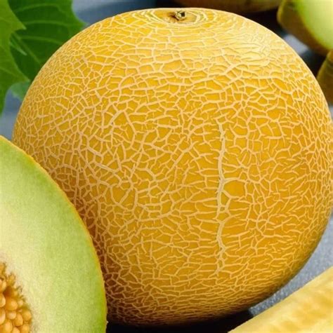 Дыни СуперГрядка голубиково-семена0612-205 - купить по выгодным ценам в ...