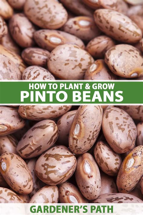 Pinto Bean Plant Information Growing Pinto Beans A Versatile And