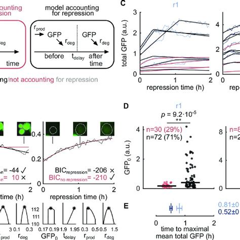 Dilution Effects Cannot Explain The Faster Response Upon Repeated