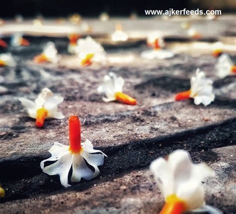 সুন্দর ফুলের ছবি ও পিকচার ডাউনলোড