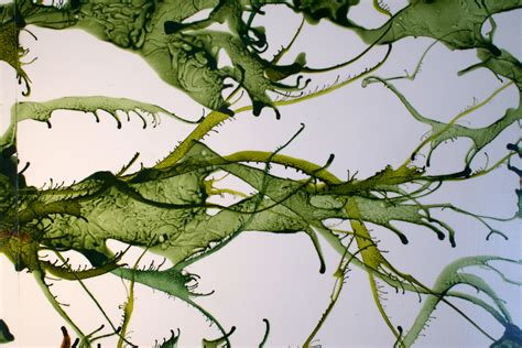 Steven L Anderson KAI LIN ART