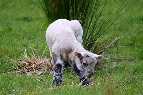 View Of A Sheep On Grass Premium Photo