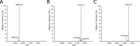 LC ESI MS Analysis ESI MS After Deconvolution Of The Heavy Chain Of Download Scientific
