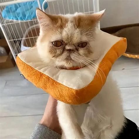 你的加菲猫流泪了吗这些原因你一定要知道 喵百科 上亦科技