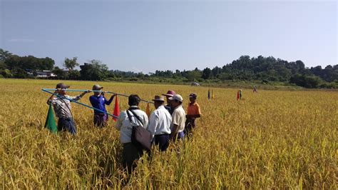 ဒေသခံတောင်သူများ စိုက်ပျိုးသည့် ဆင်းဧကရီ ၃ စပါးစိုက်ခင်းအား စံကွက်သတ်မှတ်ရိတ်သိမ်း Information