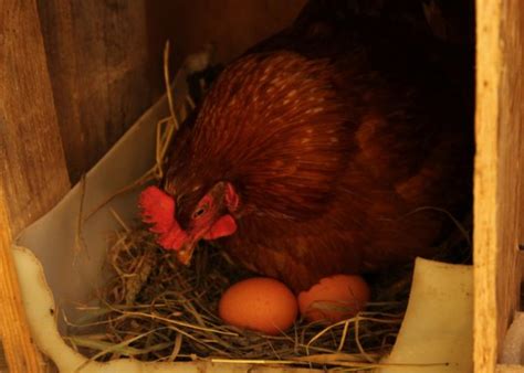 Lohmann Brown Chicken Breed Profile The Happy Chicken Coop