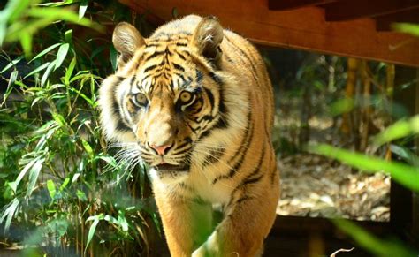 Ranthambore Tour With Pushkar And Jaipur Sightseeing