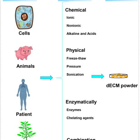 The Schematic Of Different Decellularized Extracellular Matrix Sources