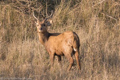 Wild Nepal Celebrating Nepals Wildlife Mammals Of Nepal Deer