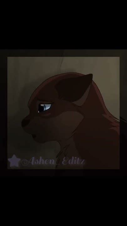 My Top 6 Warrior Cats Dovewing Briarlight Thrushpelt