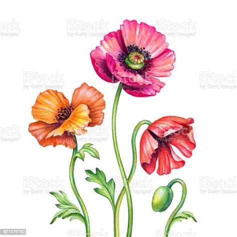 식물 수채화 그림 빨간 양 귀 비 꽃다발 흰색 배경에 고립 된 모듬된 소박한 양 귀 비 꽃 0명에 대한 스톡 벡터 아트 및 기타 이미지 Istock