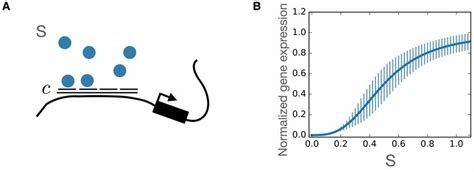 Gene Regulation As A Continuous Function Of Number Of Bound