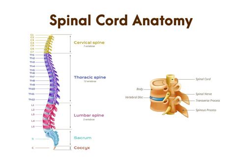 Vertebrae Anatomy Spinal Cord
