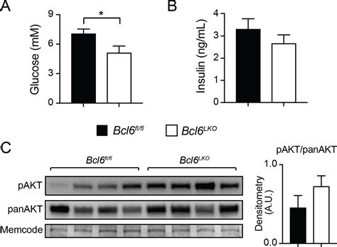 Figures And Data In Dynamic Repression By Bcl6 Controls The Genome Wide Liver Response To