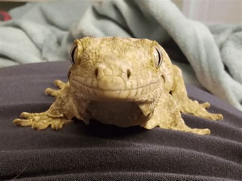 Pls Post Ur Gecko Like This R Crestedgecko