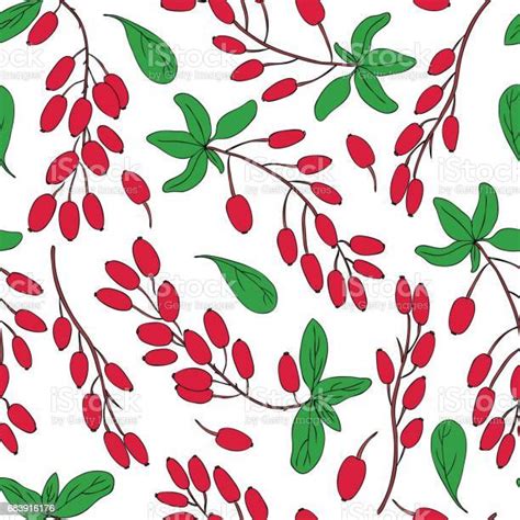 완벽 한 패턴 바 베리 손으로 그린 분기 벡터 스케치에 고립 된 흰색 배경 화려한 베리 천연 매운 허브 요리 재료 디자인 패키지 차 화장품 약 직물 건강관리와 의술에 대한