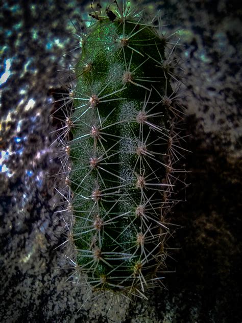 Mehmet Aksoy Fotografía