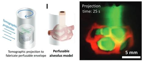 Xiao Hua Qin On Linkedin Collaboration Additivemanufacturing Biomaterials Tissueengineering