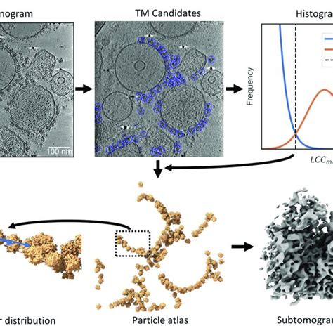 Pytoms Particle Detection Can Be Integrated Into A Workflow For Download Scientific Diagram