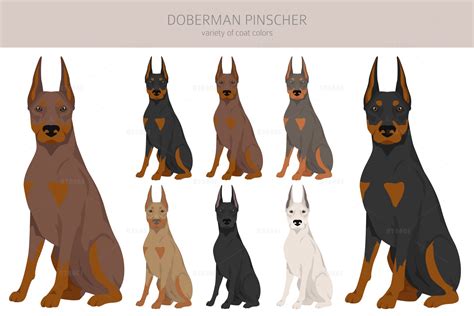 Doberman Color Chart