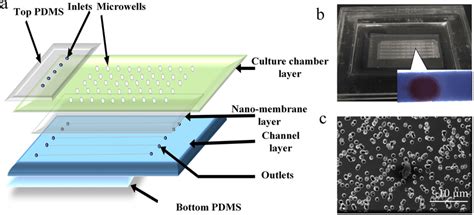 A Schematic Diagram Of A Multi Layer Microfluidic Chip For Long Term Download Scientific