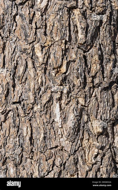 Large Joshua Tree Or Yucca Brevifolia Bark Background Texture Stock