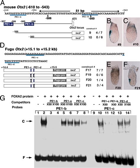 Crucial Roles Of Foxa2 In Mouse Anteriorposterior Axis Polarization Via Regulation Of Anterior