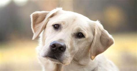 ან მის ძაღლს უნდა დავუმეგობრდე ან ახალი შეყვარებული უნდა მოვძებნო