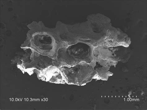 Sem Secondary Electron Image Of Sample X9 10 Kv 30x Typical Spongy Download Scientific