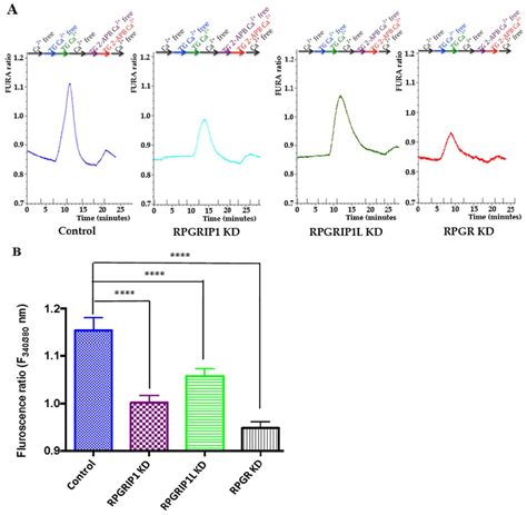 Figure 1 From Rpgr Protein Complex Regulates Proteasome Activity And