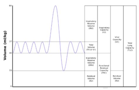 Pfts And Flow Volume Loops Flashcards Quizlet