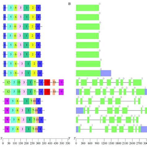 Phylogenetic Relationship Conserved Motifs And Gene Structures