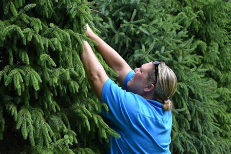 Tree Preservation Tree Care Northeast Horticultural Fairfield County