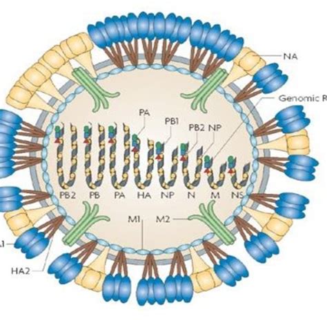 influenza a virus genome rna segments download scientific diagram