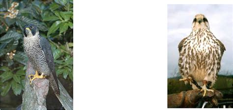 Резервати Защитените животни на България