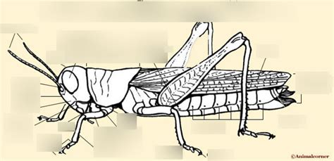 Class Insecta Diagram Quizlet Class Insecta Diagram Quizlet
