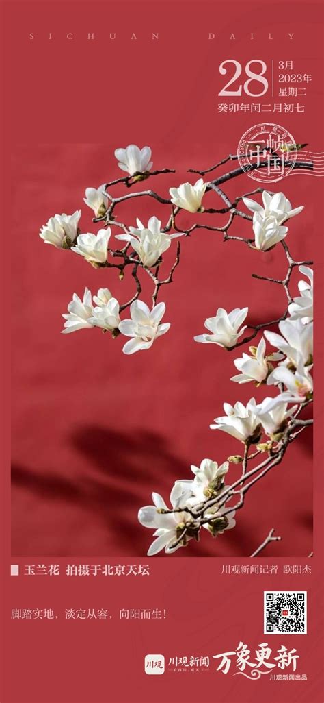 一帧中国丨霓裳片片晚妆新，束素亭亭玉殿春（2023年3月28日）四川在线