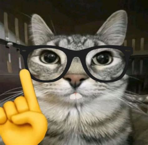 Pin De 🐧 Em Pines Creados Por Ti Fotos De Gatos Engraçados Fotos De