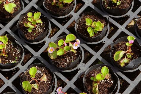 Propagating Begonia Taking Cuttings For Tuberous Fibrous Rooted