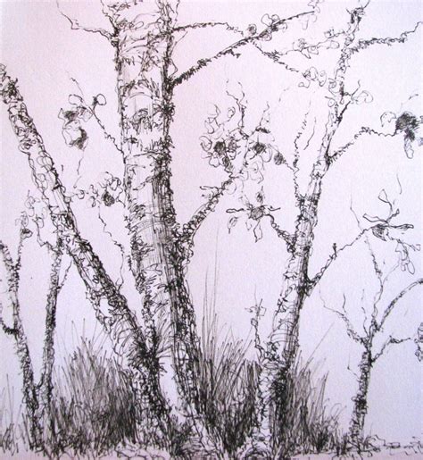 Kim Blair Artist Pen And Ink Drawing Tree Study By Canadian Artist Kim Blair