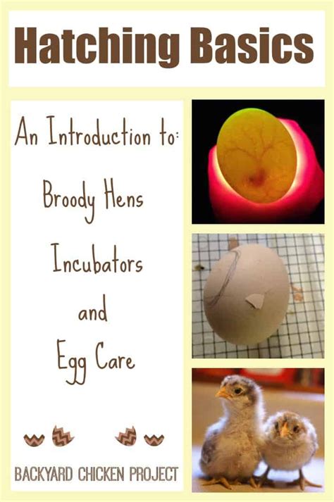 Hatching Basics Backyard Chicken Project