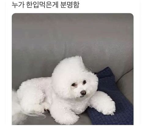 이 미친오빠야 네이트 판