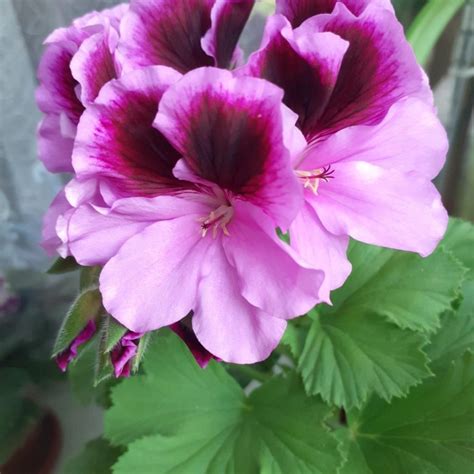 Пеларгония королевская купить в Оренбурге цена 200 руб дата размещения 25 10 2023