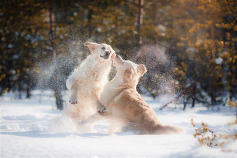 Пожилой голден стареющая собака кормление пожилой собаки Питомник Золотистых Ретриверов