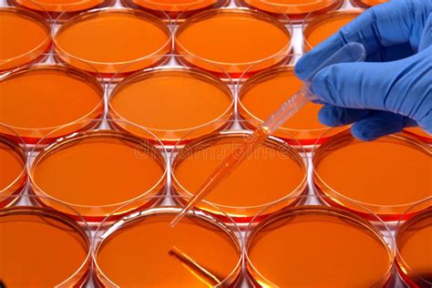 Microbiology Laboratory Stock Image Image Of Surface 20215211