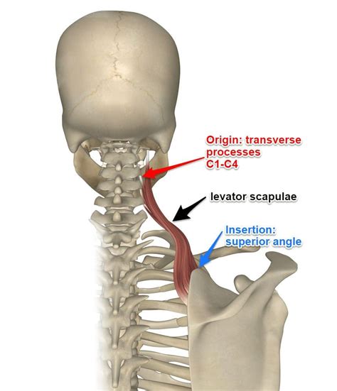 Levator Scapulae Trigger Points