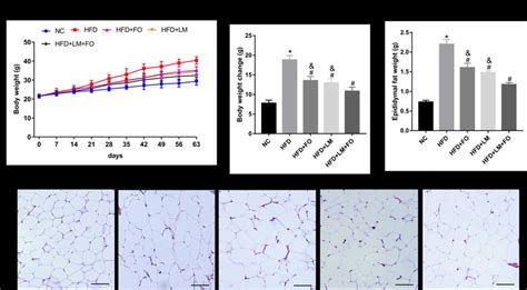 Effects Of Fo And Lm On Body Weight And Adipose Tissue In Hfd Mice