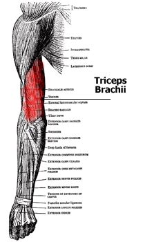 Tricep Diagram